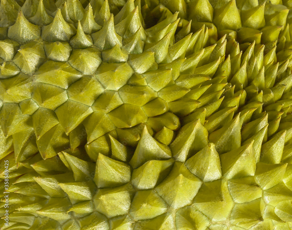 Durian thorn Background textures . Durian King of fruits in Thailand ...