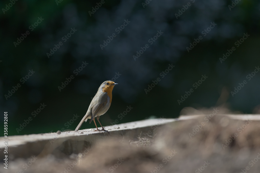 Side profile as a red breast robin stands on wooden border. Catch light ...