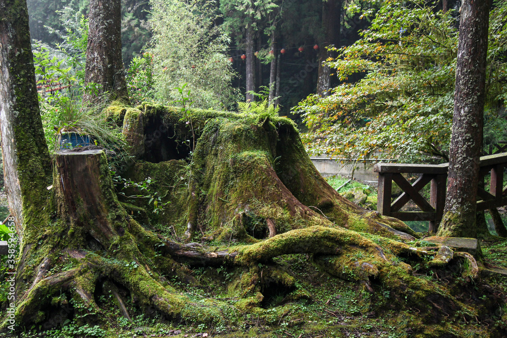 Old root Big tree at Alishan national park area in Taiwan. Stock Photo ...
