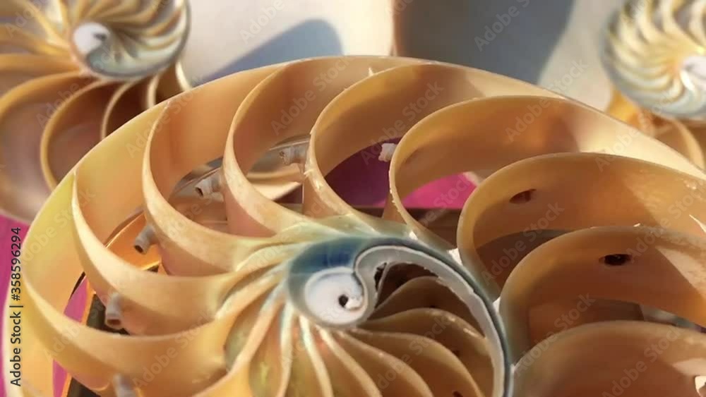 nautilus shell pearl Fibonacci sequence pink symmetry cross section ...