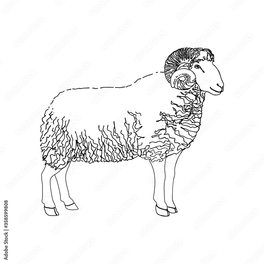Ram hand drawing.Vector illustration line art. Black and white. Object ...