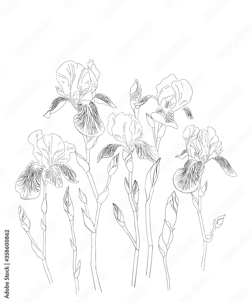 Iris flowers vector clip art set of seven isolated botany. Hand drawing ...
