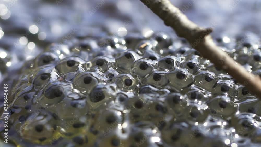 Frog roe in a spring forest pond with branch Spbd. caviar fertilized egg in water. environment ...