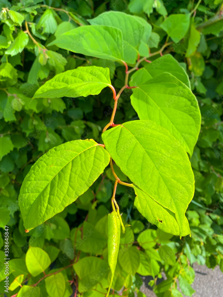 The fast-growing, invasive, plant Japanese Knotweed or 'Polygonum ...