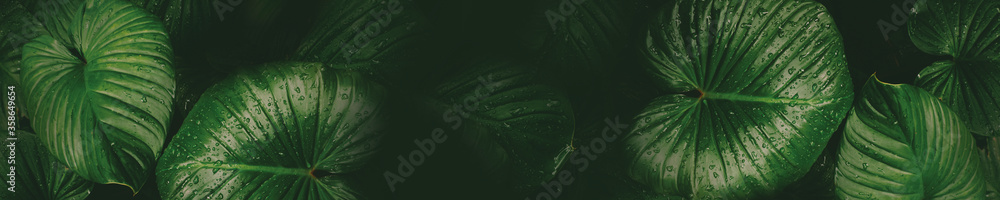 Main header banner of tropical plants with copy space Stock Photo ...