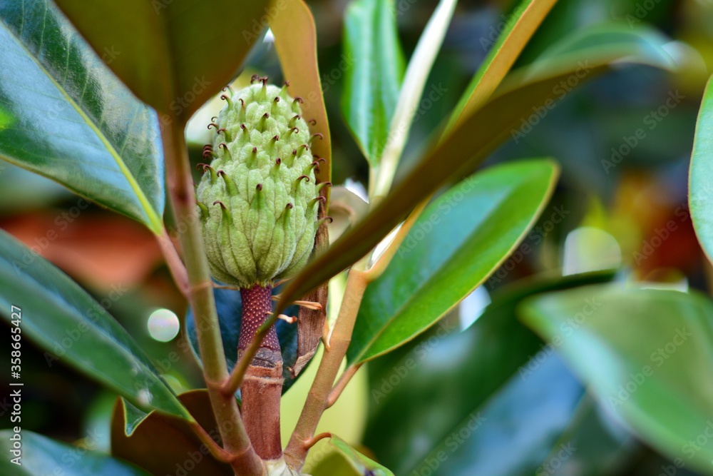 Fruto del magnolio, Magnolia grandiflora, en las ramas del árbol Stock ...