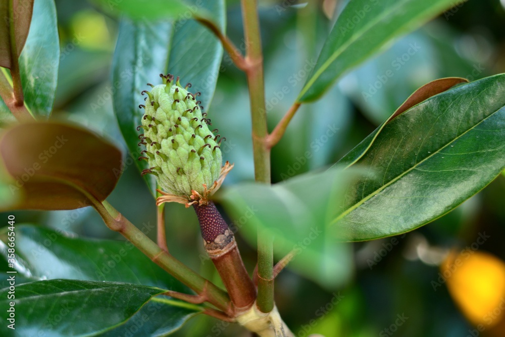 Fruto del magnolio, Magnolia grandiflora, en las ramas del árbol Photos ...