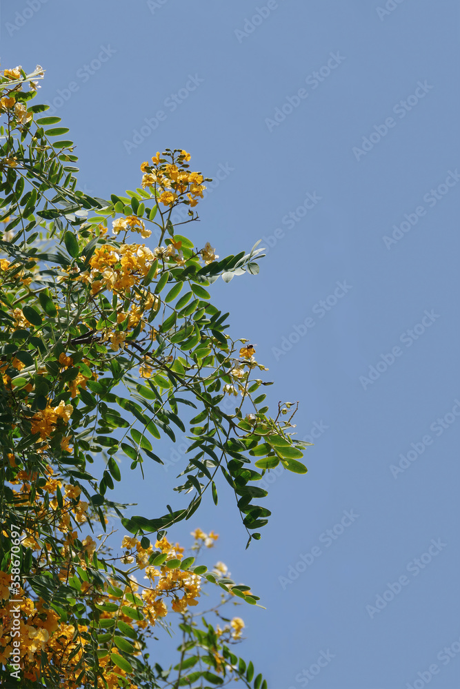 Yellow Jacaranda Tree