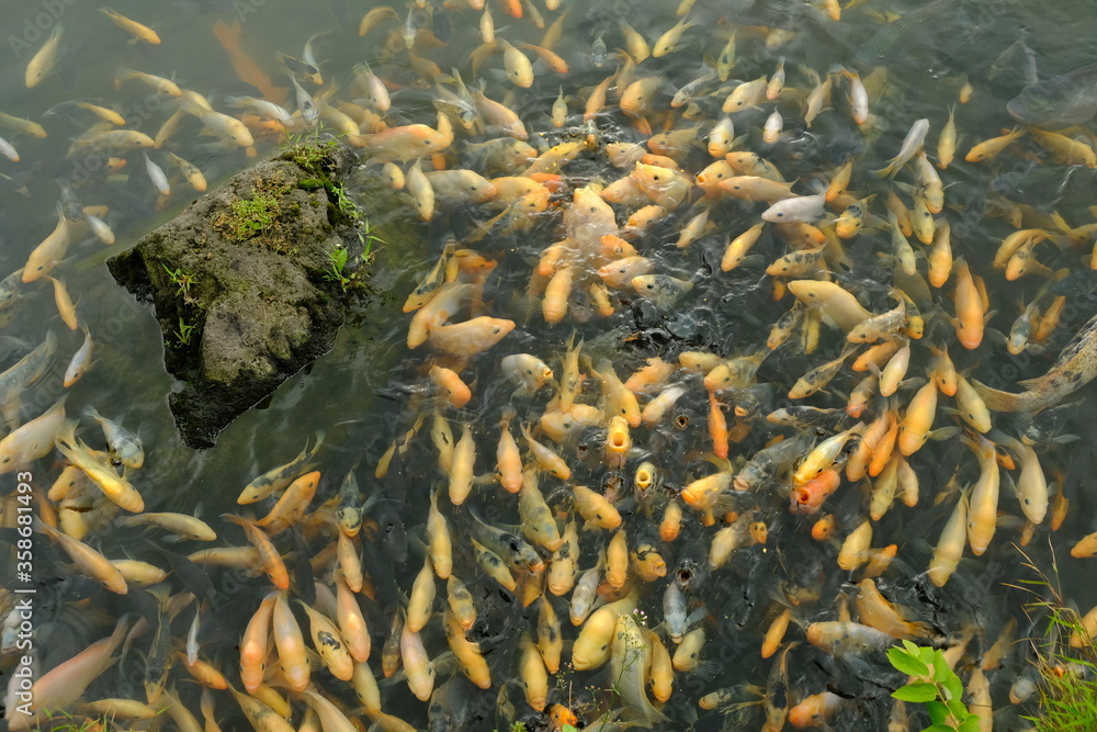 golden yellow fish on the surface of the lake. there are tilapia ...