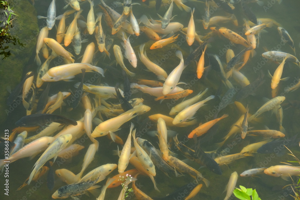 golden yellow fish on the surface of the lake. there are tilapia ...