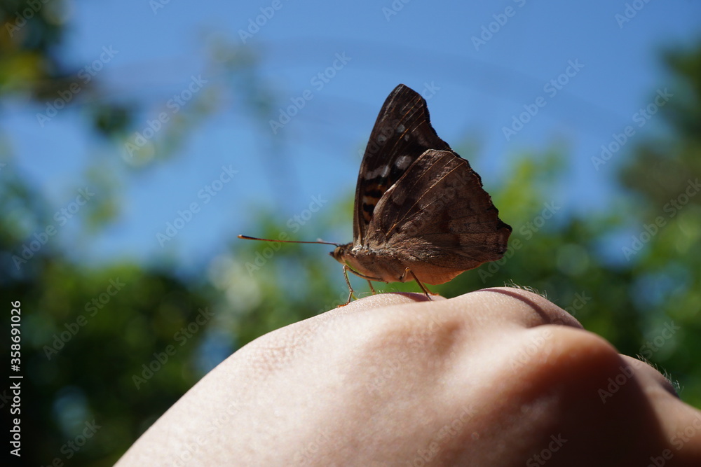 Butterfly in hands Borboleta Stock Photo | Adobe Stock