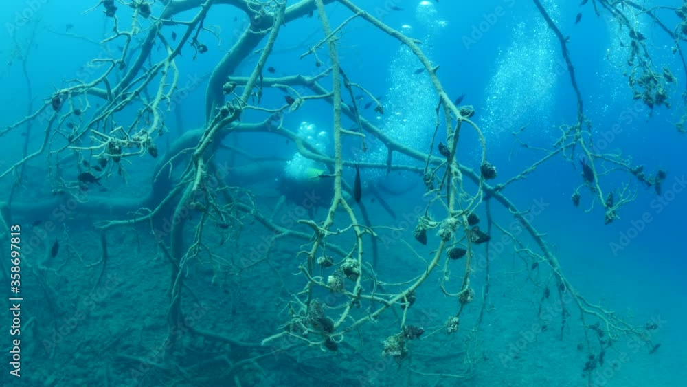 tree underwater fallen from forest pines on it with sun beams and sun ...