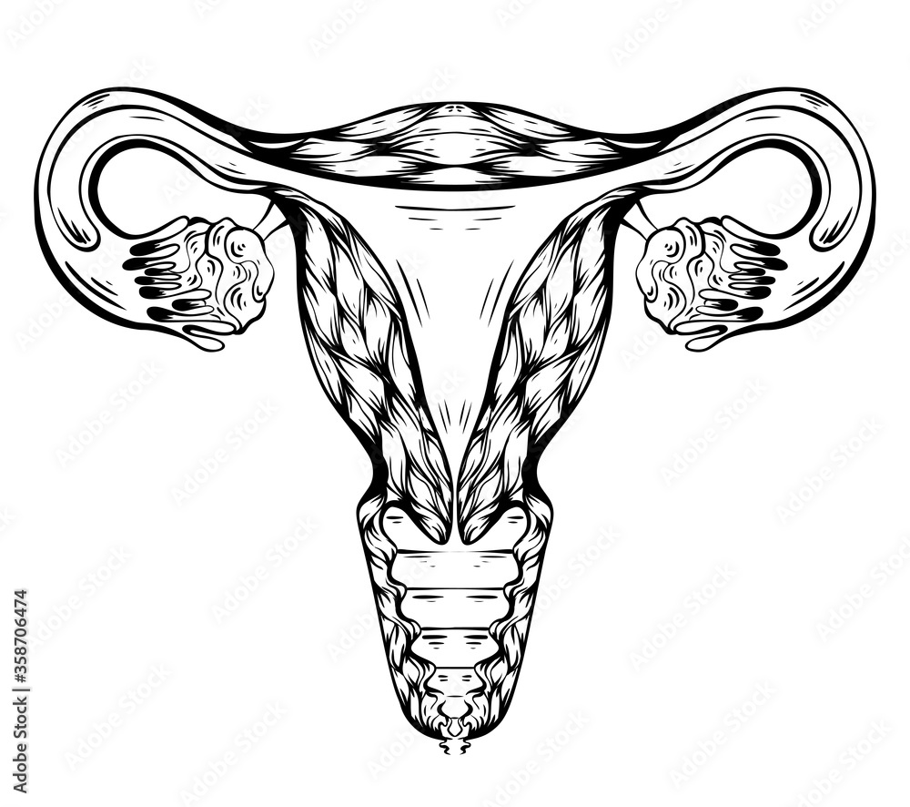 Contour anatomical sketch of the uterus. Healthy female body. Woman ...