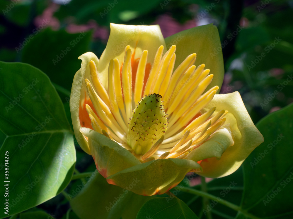 American Tulip Tree (Liriodendron tulipifera) flower, bloom in yellow ...