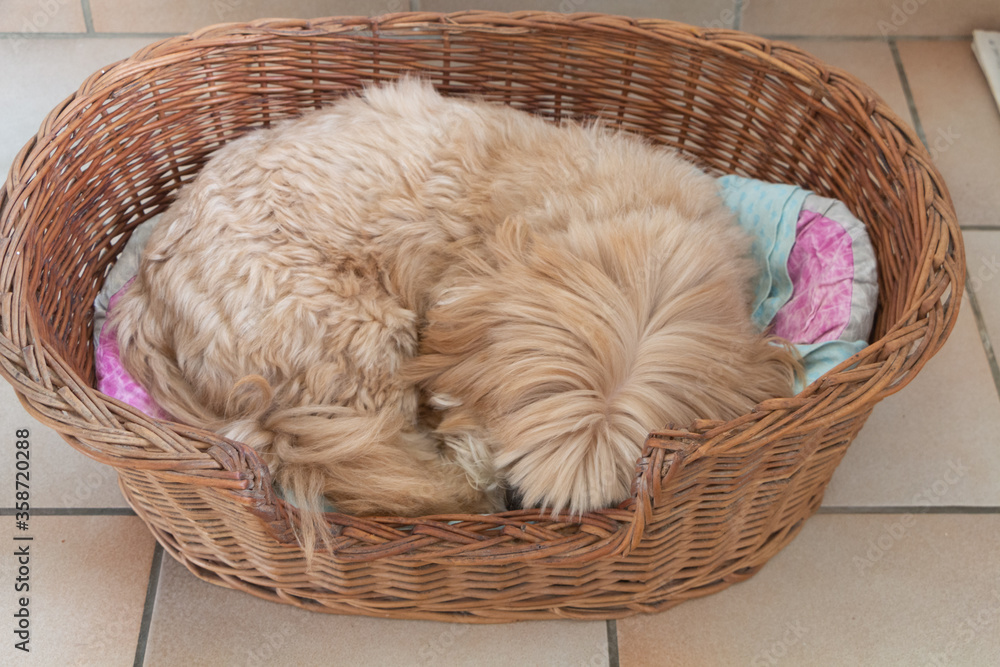 Lhasa Apso dog sleeping in a dog basket made in wicker Stock Photo ...