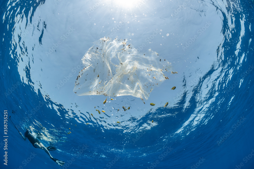 School of tropical fish using a piece of plastic waste floating in the ...