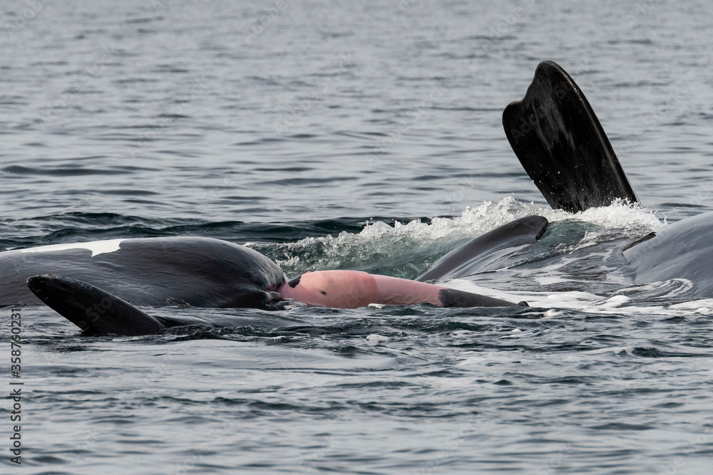 Close up view of the penis of a southern right whale in a mating group ...