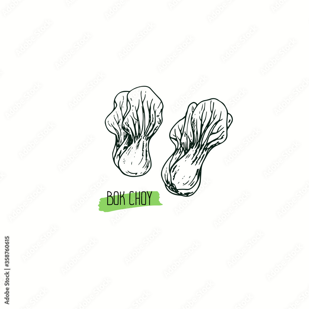 Hand drawn sketch style Bok Choy. Pak choi or pok choi. A type of ...