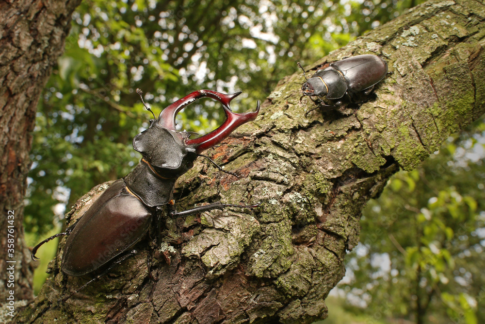 Couple of stag beetles on a close up picture in their natural ...