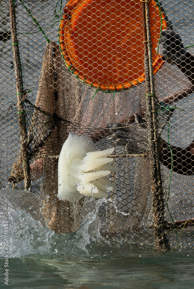Foto de Fisherman releasing Jellyfishes in the ocean that are trapped ...
