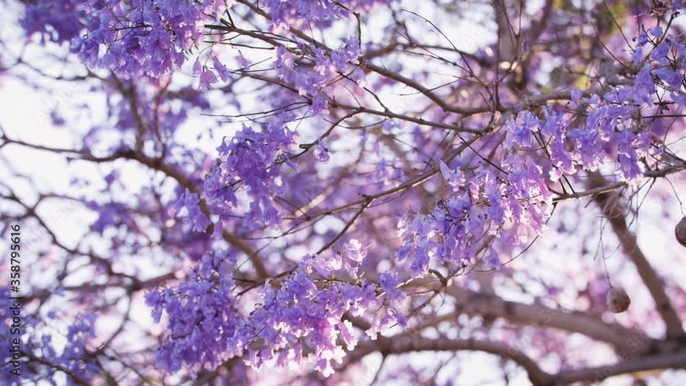 Jacaranda tree branch on a June afternoon 素材庫影片 | Adobe Stock