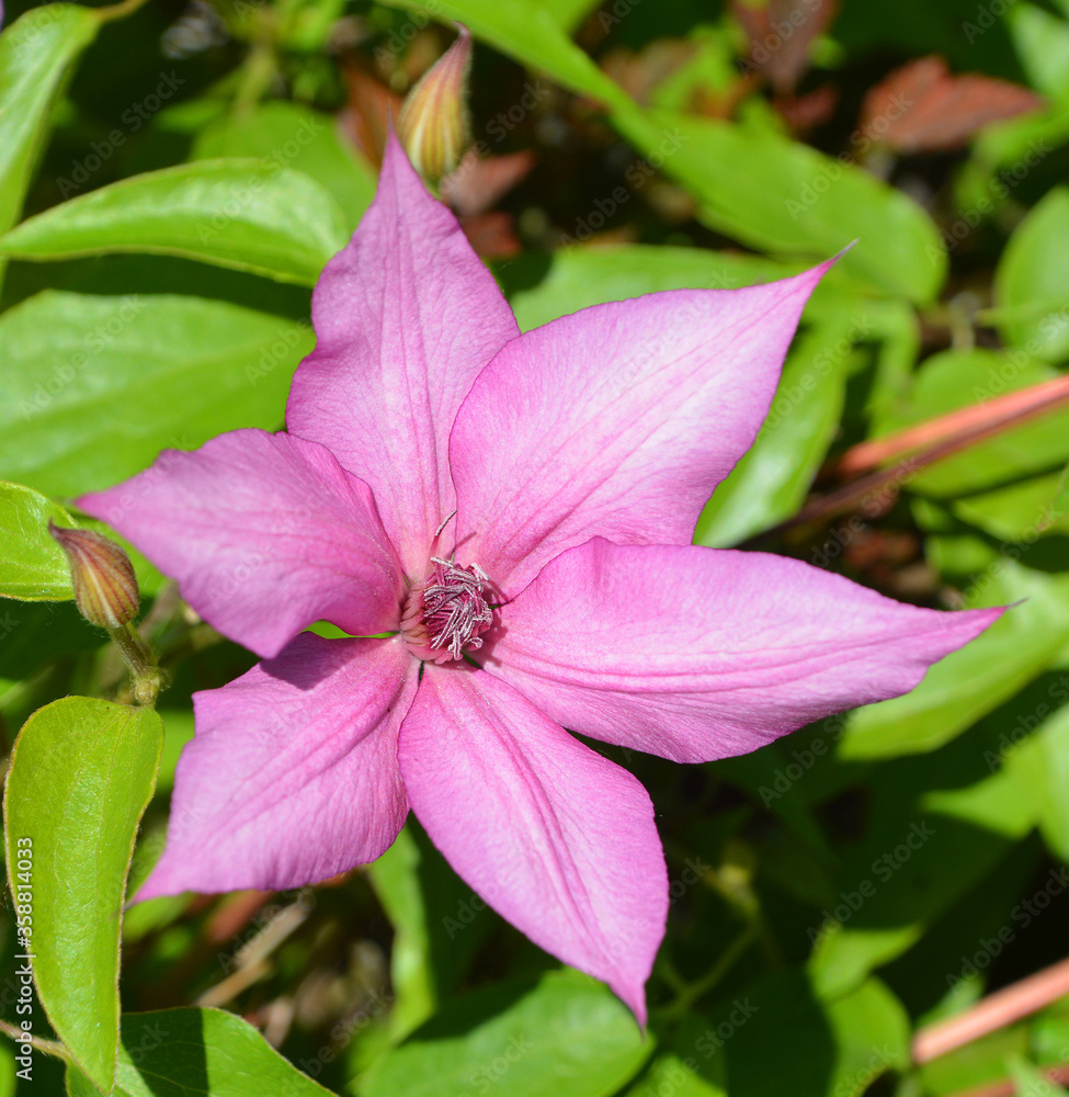 Morning glory is the common name for over 1,000 species of flowering ...