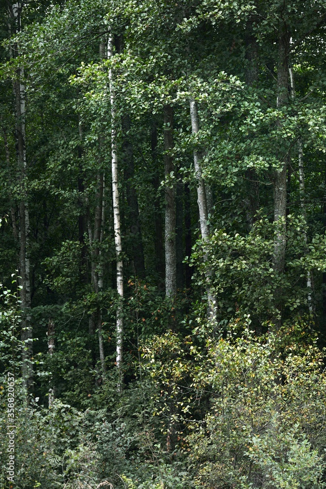 Deciduous Forest Trees Close Up