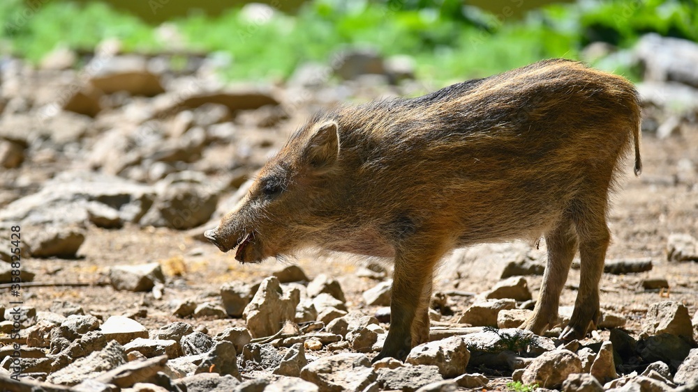 Beautiful little pigs wild in nature. Wild boar. Animal in the forest ...