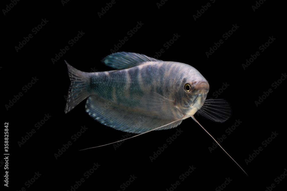 Silver Gourami
