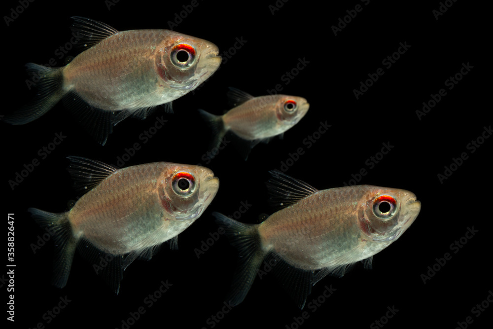 Collection of Red Eye Tetra fish isolated on black background Stock ...