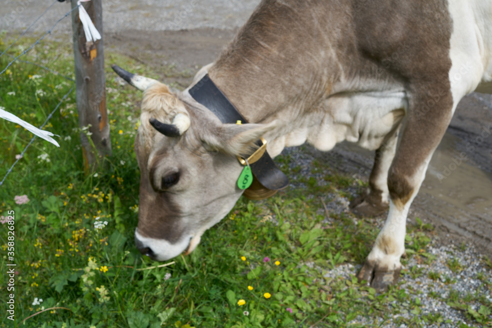 Cow with cowbell on a very green lush meadow field in the bavarian alps ...