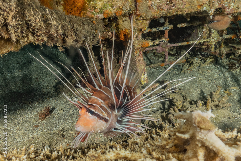Lion fish in the Red Sea colorful fish, Eilat Israel Stock Photo ...