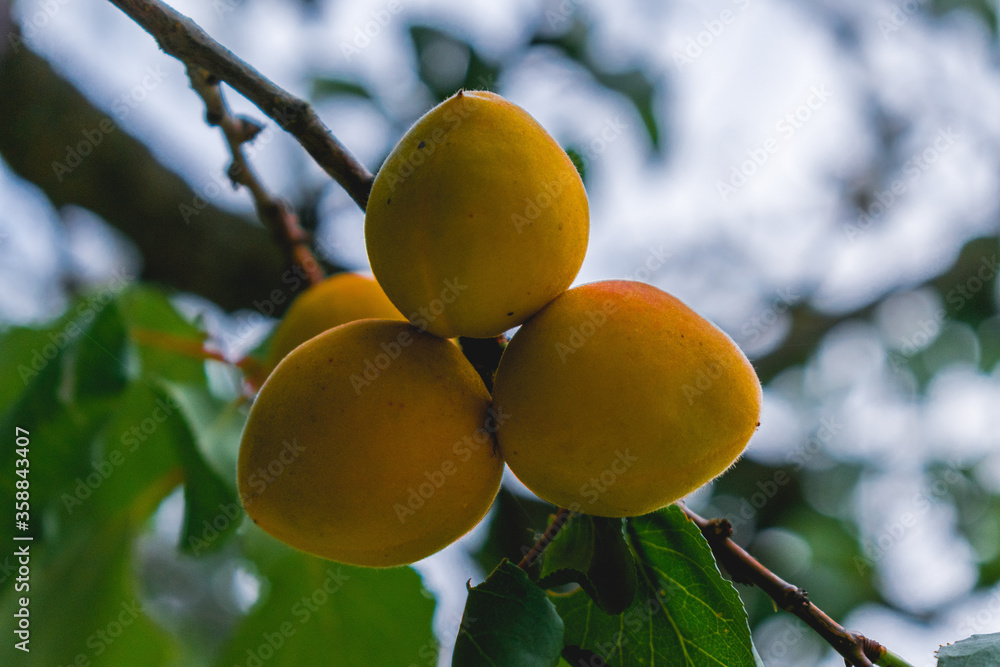 Frutos de durazno de color naranja Stock Photo | Adobe Stock