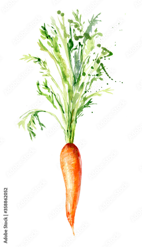 Carrot. Hand drawn watercolor. Romantic background for web pages ...