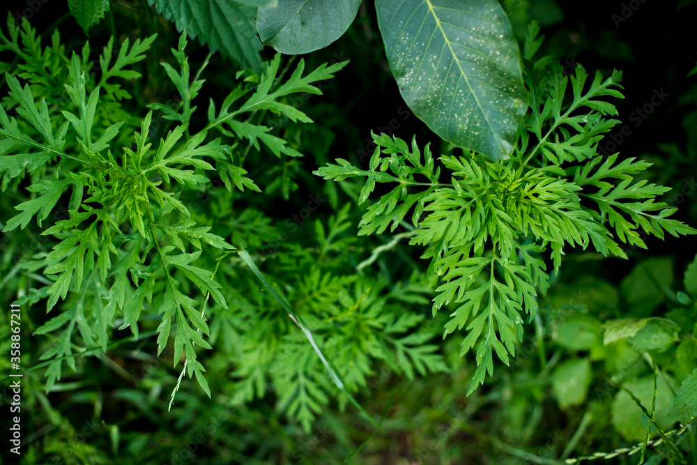 Ragweed bushes. Blooming Ambrosia artemisiifolia causing allergy summer ...