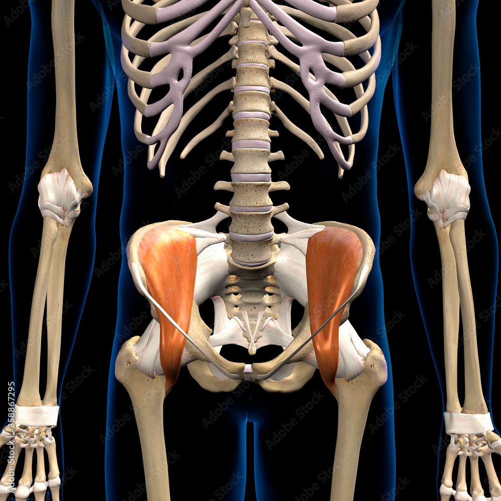 Iliacus Muscle Isolated in the Human Skeleton on a Black Background ...