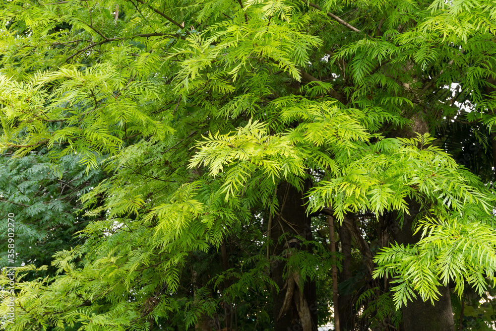 Grevillea robusta, commonly known as the southern silky oak, silk oak ...
