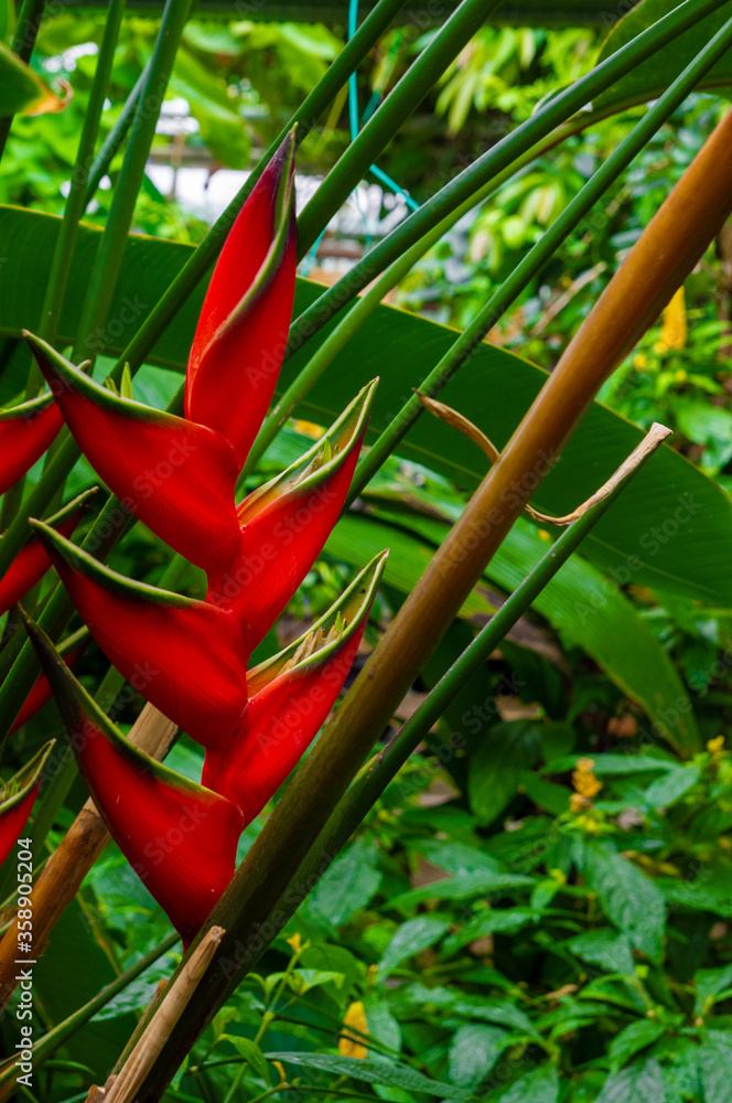 Heliconia bihai also known as Bihai bihai, Heliconia aurea, Musa bihai ...