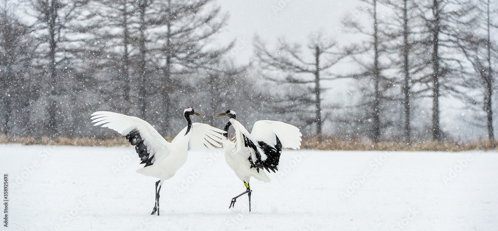 Dancing Cranes. The ritual marriage dance of cranes. The red-crowned ...