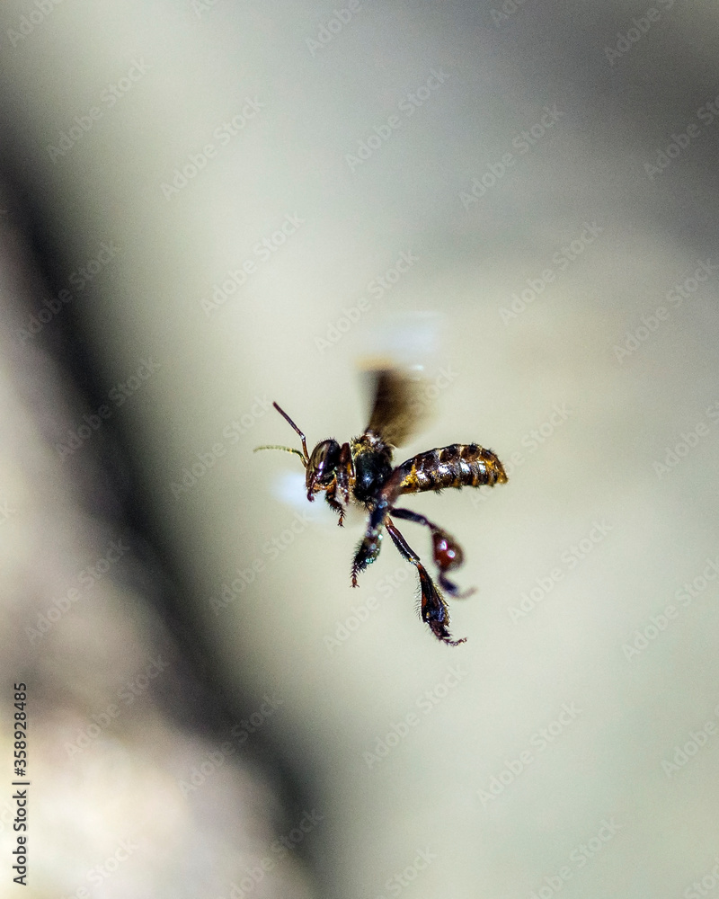 Stingless bee trigona laeviceps approaching nest in a tree. An ...