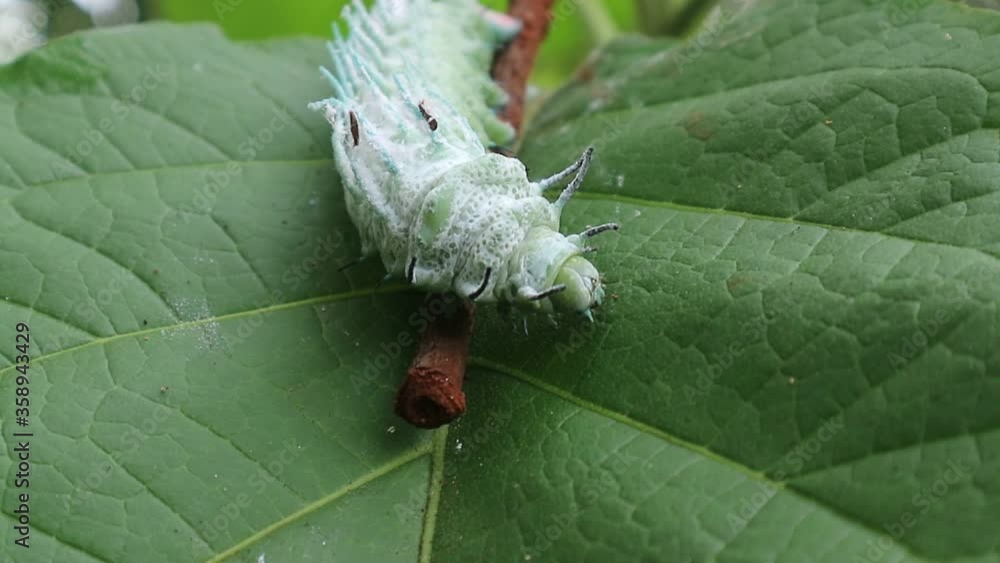 Atlas at moth (Attacus atlas) Is a large saturniid moth found in the ...