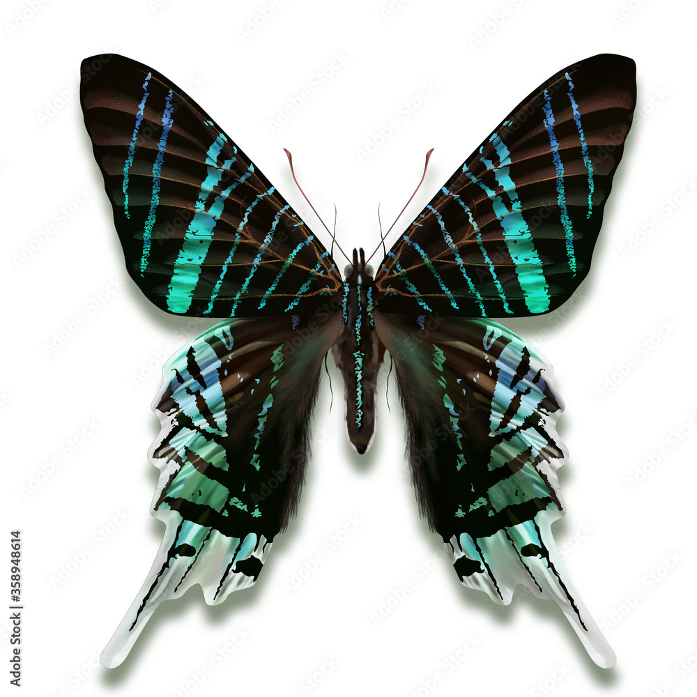 Aurora day flying moth named Urania leilus with green stripes on black ...