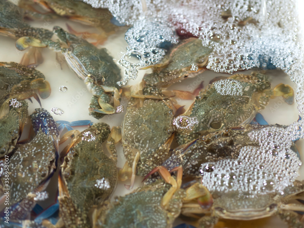 Swimming blue crabs in a plastic tray with water The characteristic of ...
