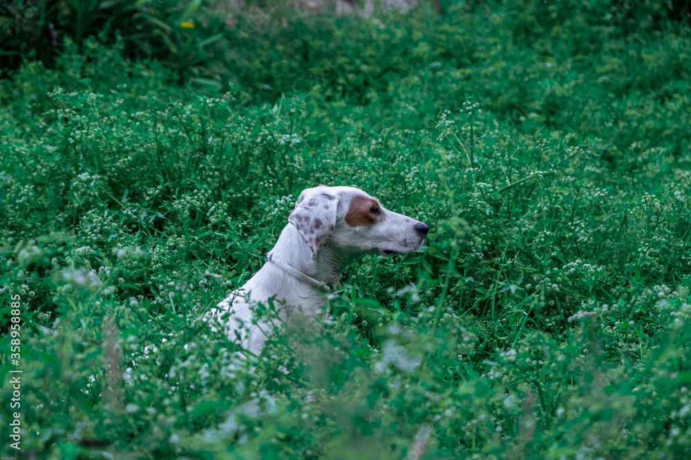 White greyhound puppy with brown spots hidden among tall green grass ...