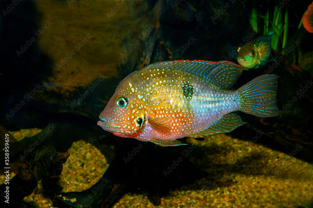The firemouth cichlid (Thorichthys meeki) is a species of cichlid fish ...