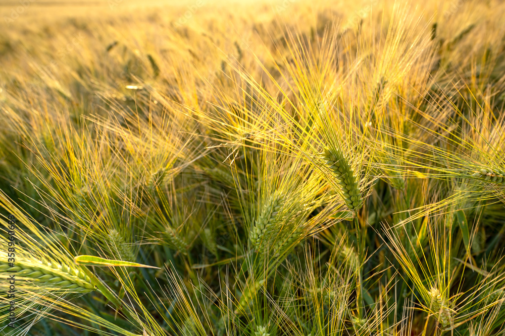 Bearded barley during sunrise near Flaxby, Harrogate, North Yorkshire ...