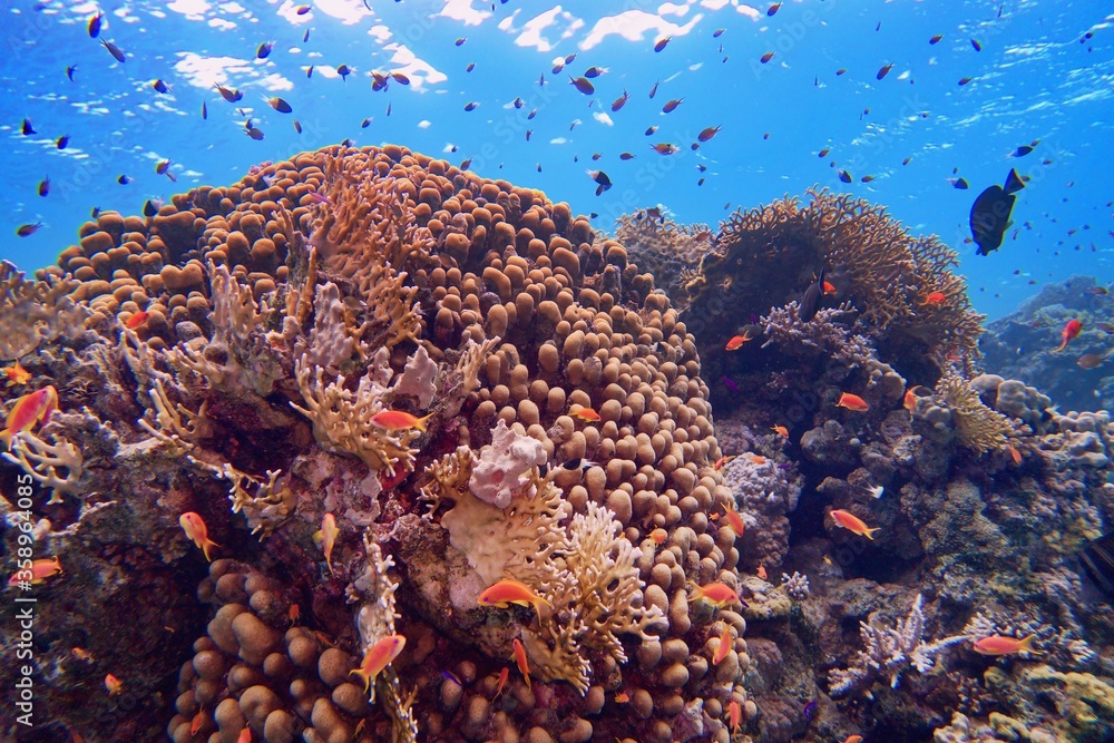 Beautiful tropical coral reef with shoal of red coral fish Anthias ...