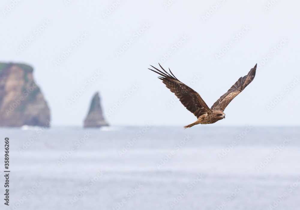 The Japanese Sea Hawk "Tombe" Osprey, sometimes known as the sea hawk ...