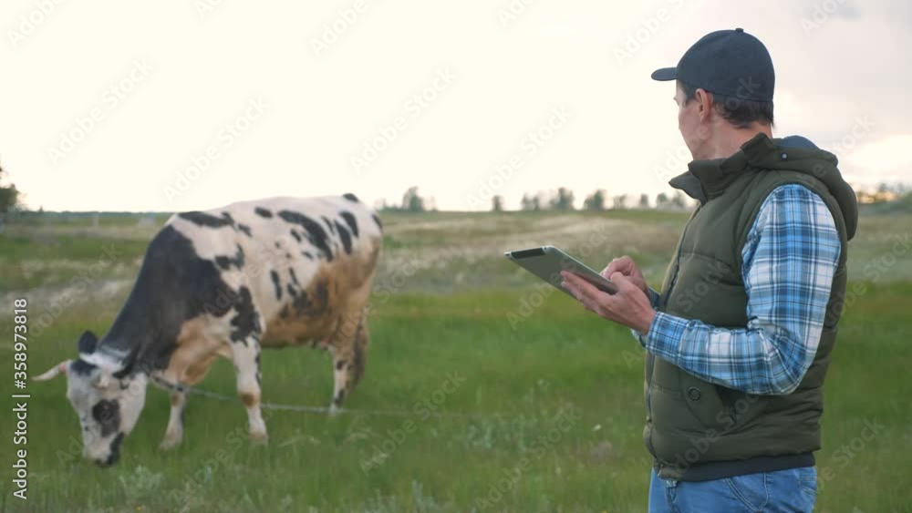The livestock farmer is engaged in breeding dairy cows, uses a tablet ...