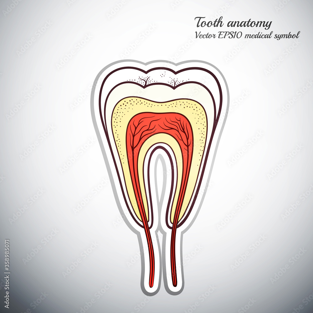tooth anatomy outline color icon medicine vector illustration Stock ...